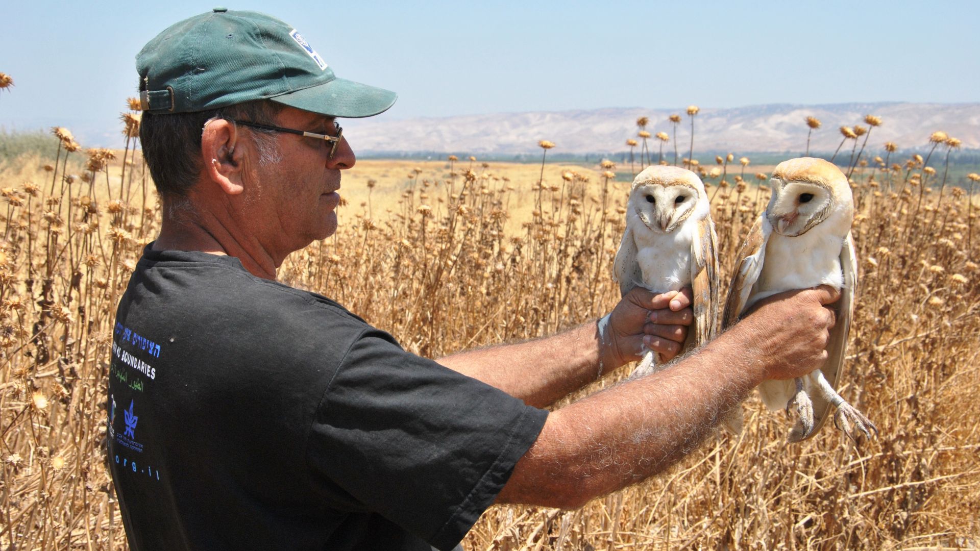 Owls for peace